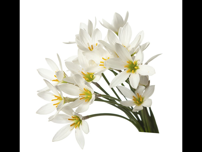 Find plants - White Rain Lily