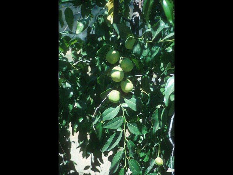 Find plants - Jujube