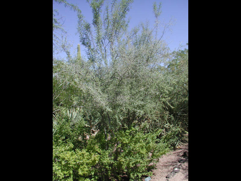 Find plants - Gray Thorn