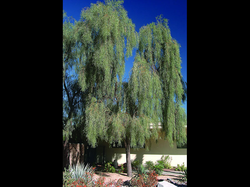 Find plants - Willow Acacia