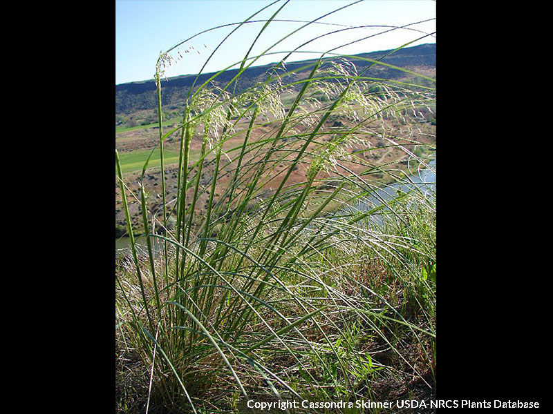 Find plants - Indian Ricegrass