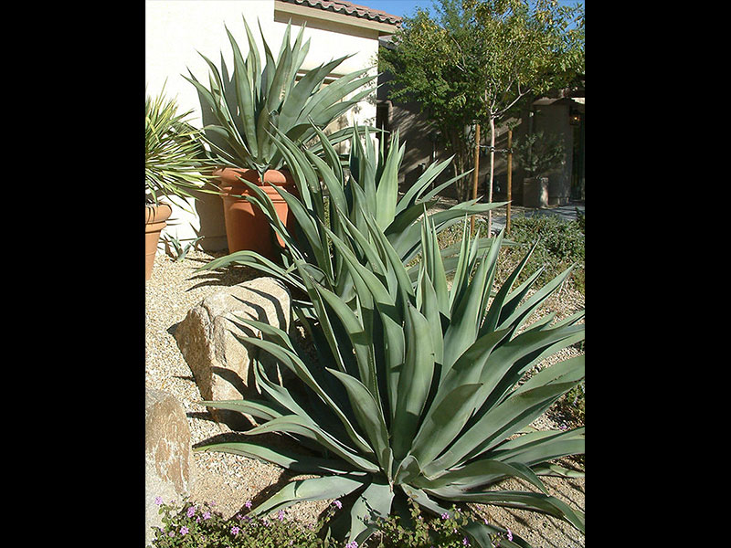Find plants - Weber Agave