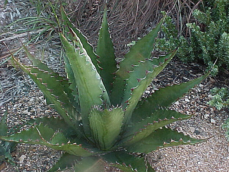 Find plants - Mountain Agave