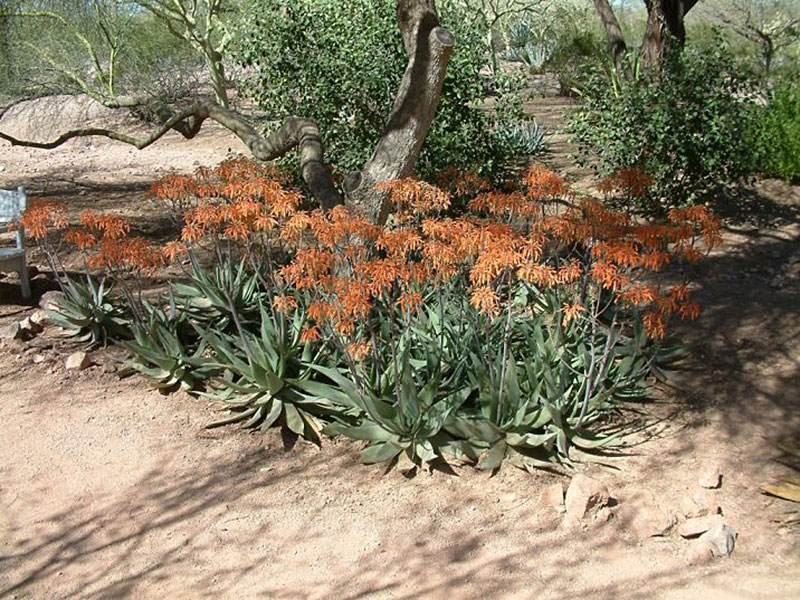 Find plants - Coral Aloe