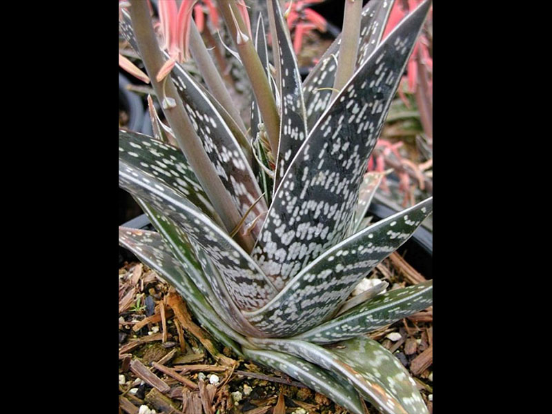 Find plants - Tiger Aloe