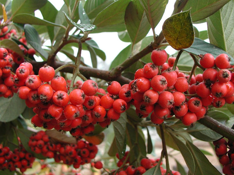 Find plants - Red Clusterberry