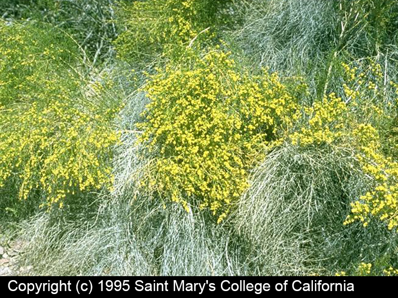 Find plants - Burrobrush