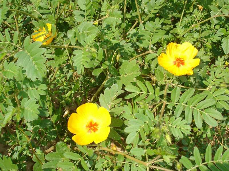 Find plants - Arizona Poppy
