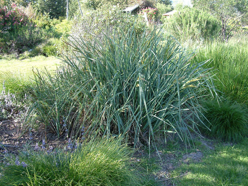 Find plants - Lyme Grass