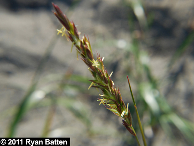 Find plants - Creeping Wild Rye