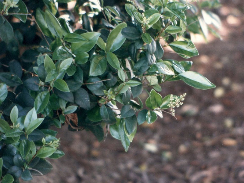 Find plants - Wax Leaf Privet