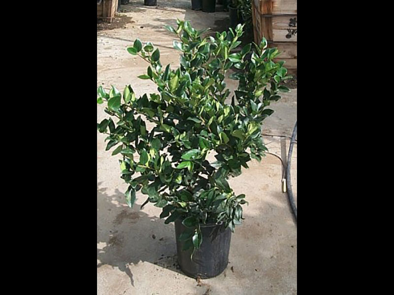Find plants - Wax Leaf Privet