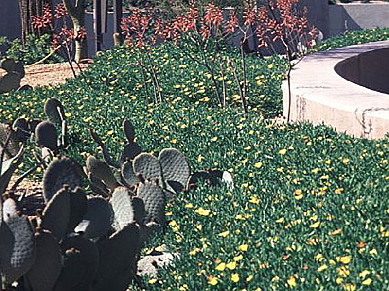 Find plants - Rocky Point Ice Plant