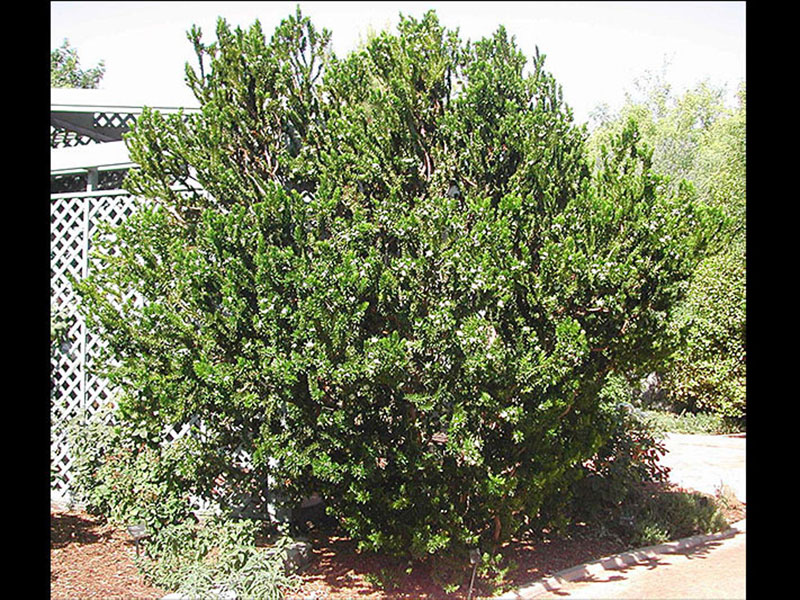 Find plants - Twisted Myrtle