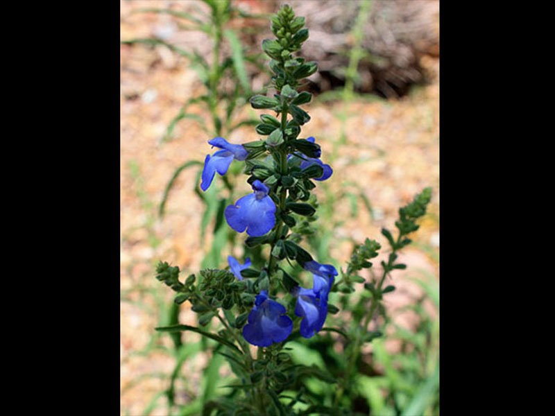 Find plants - Mexican Blue Penstemon