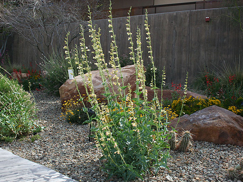 Find plants - Pinto Beardtongue