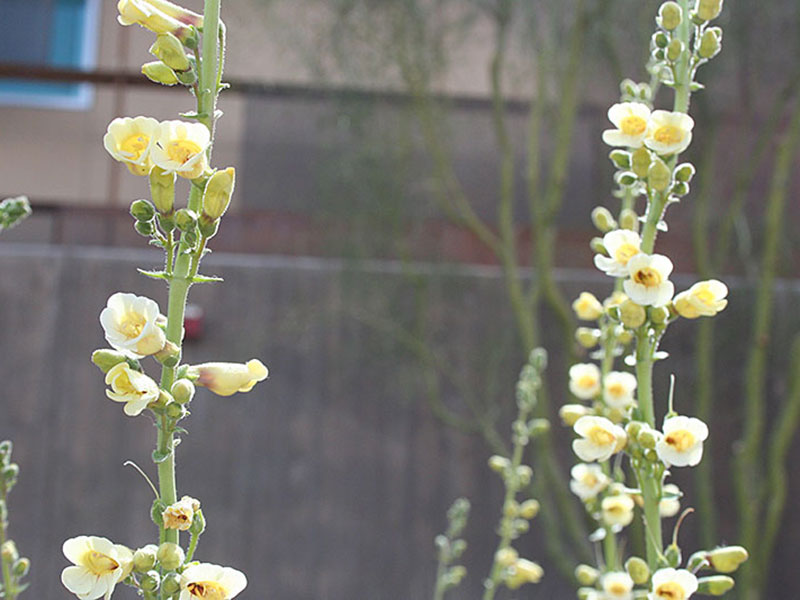 Find plants - Pinto Beardtongue