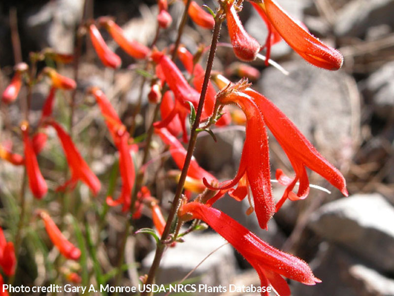 Find plants - Bridge Penstemon