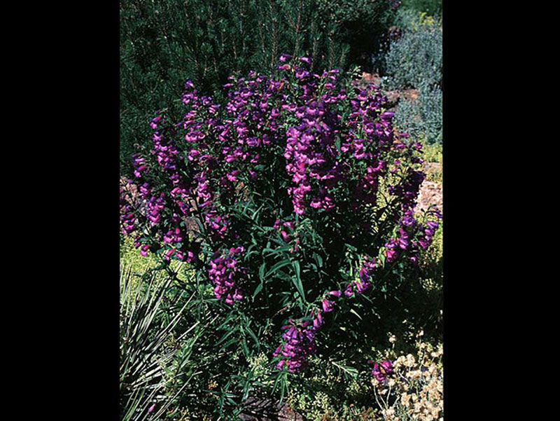 Find plants - Rocky Mountain Penstemon