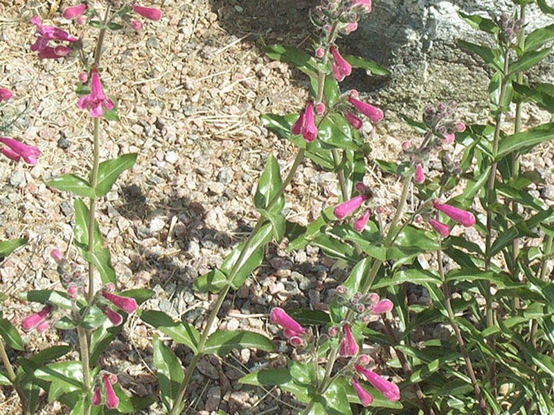 Find plants - Hill Country Penstemon