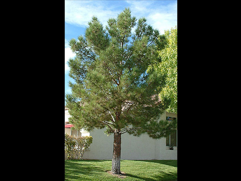 Find plants - Afghan Pine