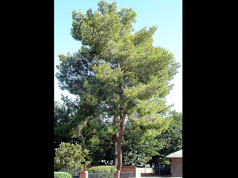 Find plants - Aleppo Pine