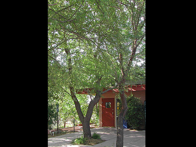 Find plants - Argentine Mesquite