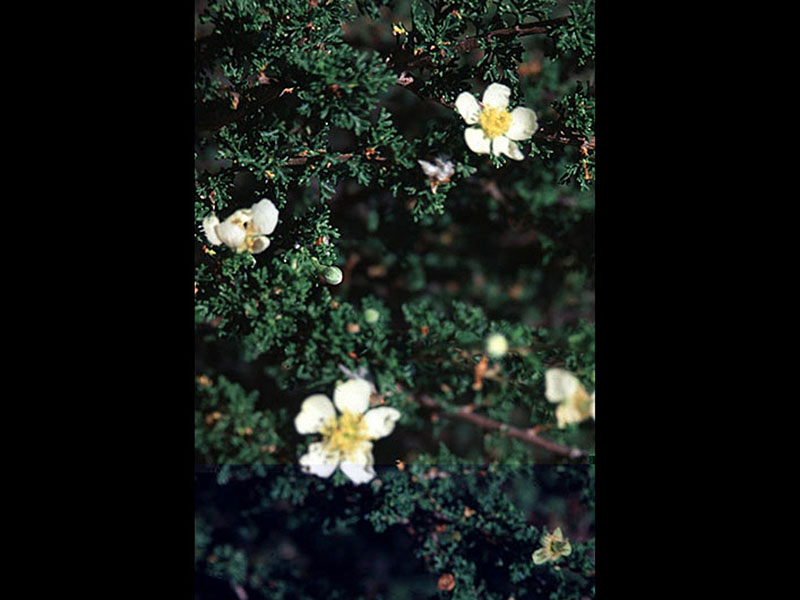 Find plants - Cliff Rose