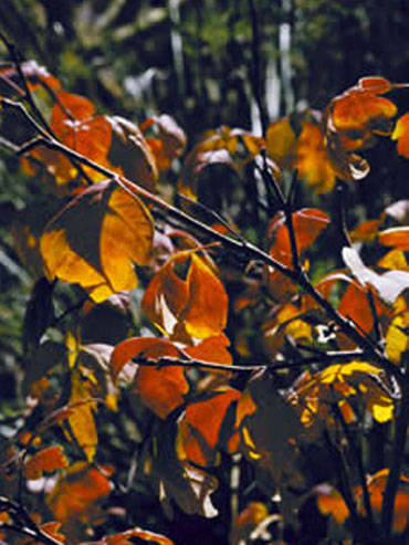 Find plants - Squawbush