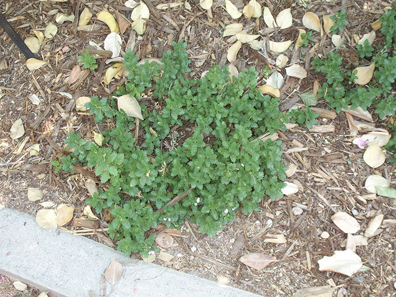 Find plants - Sugar Bush