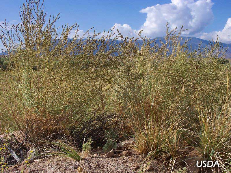Find plants - Bush Seepweed