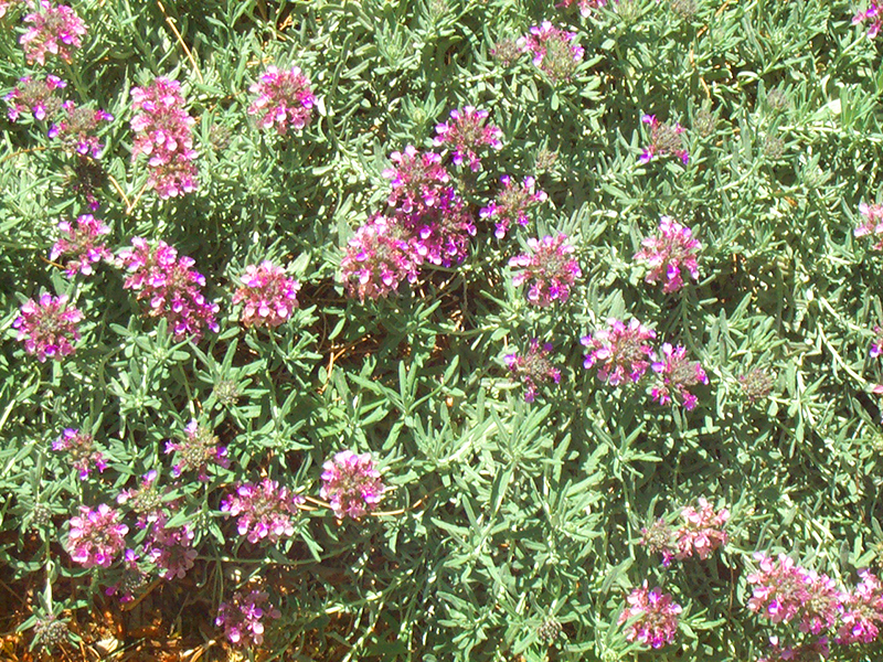 Find plants - Prostrate Germander