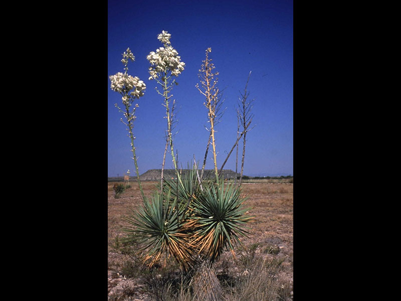 Find plants - Thompson's Yucca