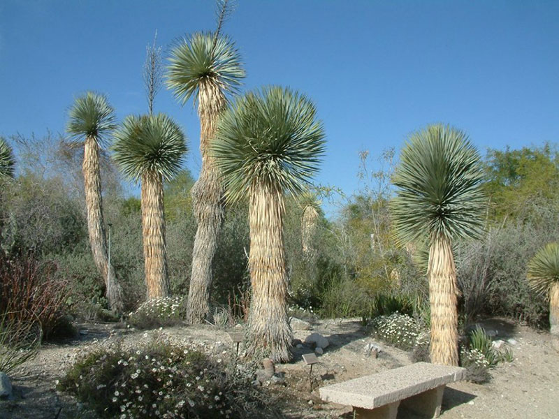 Find plants - Beaked Yucca