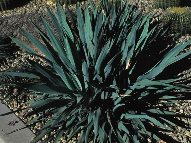 Find plants - Texas Yucca