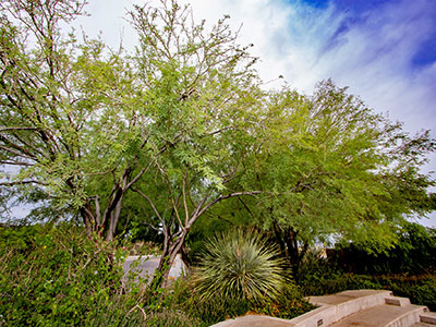 Water Smart Landscapes Rebate